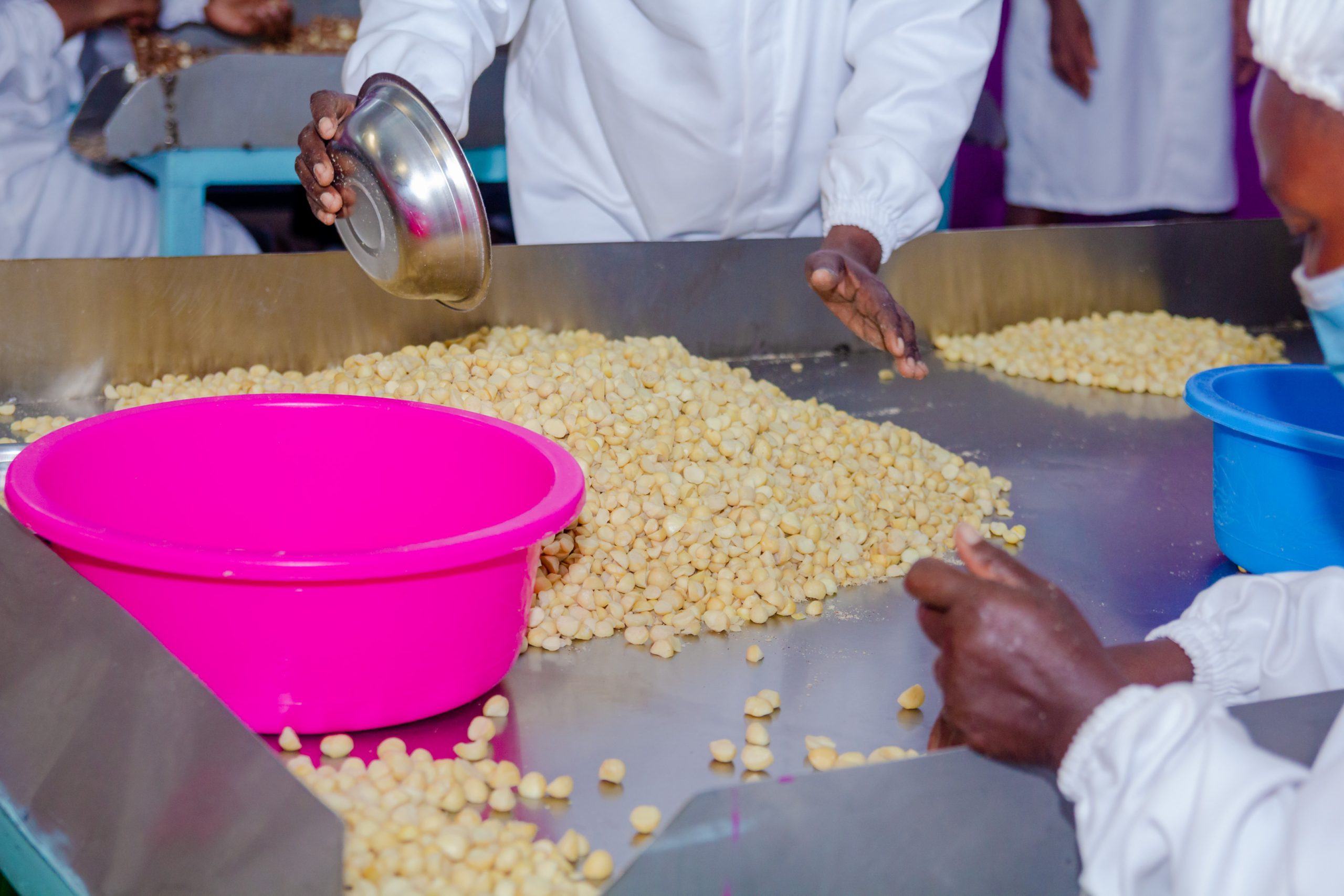 Our Products - Big Thunder Macadamia nuts